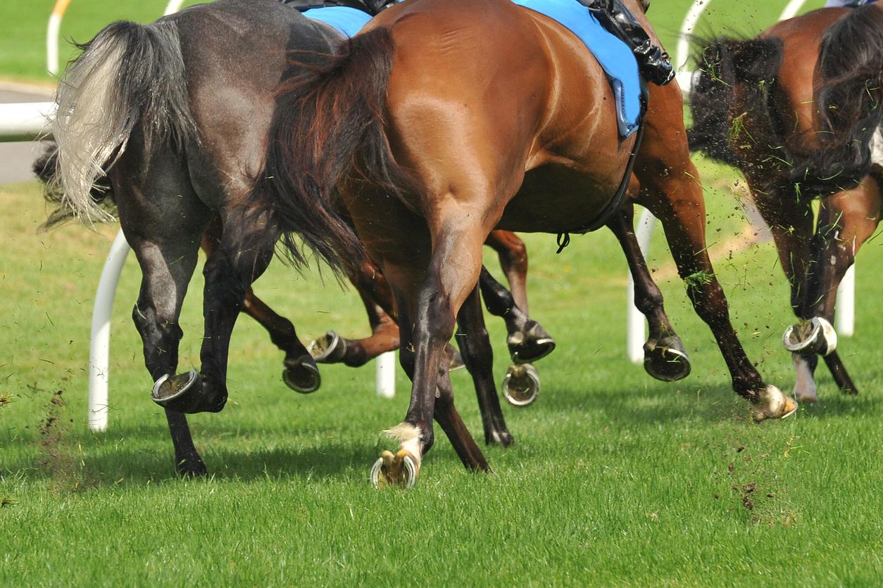 Punting Form Guide Australia Horse Racing | Punt Form Pro